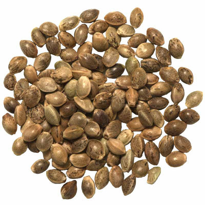Irisrodspulver - Rhizoma iridis – TheWholesalerCo Europe